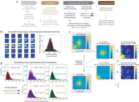 Detailed Workflow For Quantifying The Number Of Transcripts At The Download Scientific Diagram