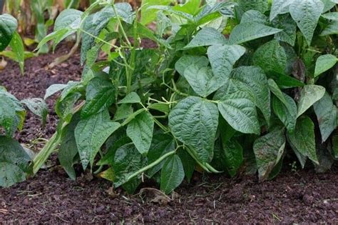 Stringless Green Bean Varieties Grower Today