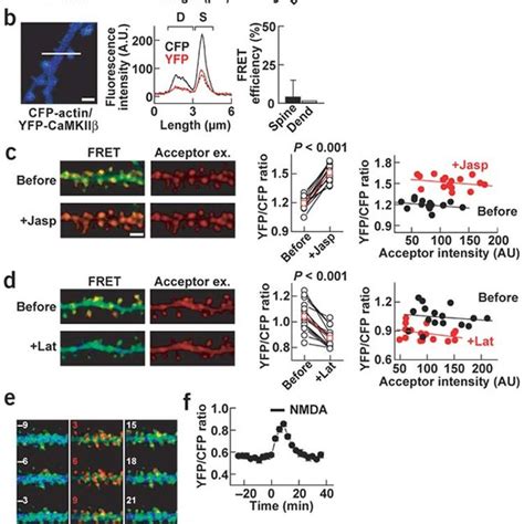 Spontaneous Dynamics Of Dendritic Spines Are Coupled With Modulation Of