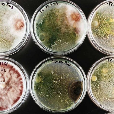 C Shield · Refining Vitamin C Serum · Cipher Skincare