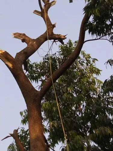 Tree Cutting Service In Mumbai ID 25151973573