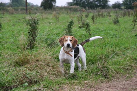 Beagle Welpe Hund · Kostenloses Foto auf Pixabay