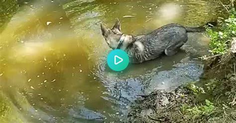 Omfg Frogs Album On Imgur