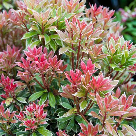 Buy Pieris Japonica Little Heath At Uk