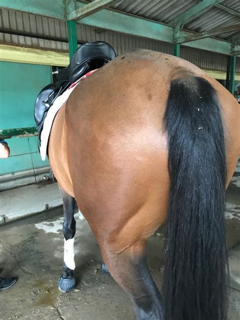 秋雨前線の乗馬クラブ 趣味の乗馬と料理