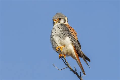 Greater Kestrel Ebird