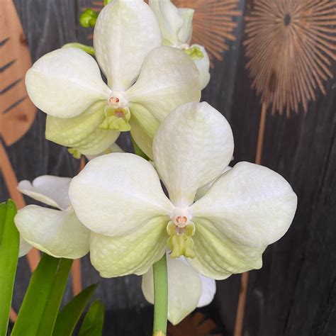 Vanda Tayanee White With Terracotta Pot Ansu