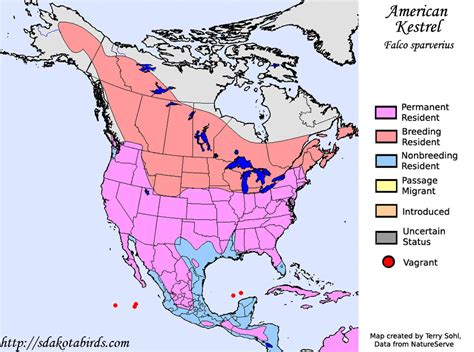 American Kestrel Species Range Map