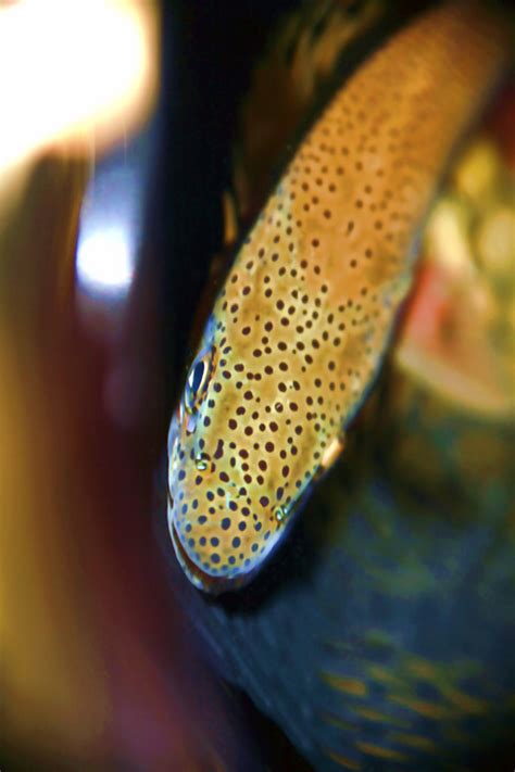 Fly Fishing Blog Photos Podcasts Travel Gear And More