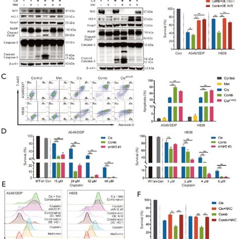 Ros Detoxification Of The Nrf2 Ho 1 Axis Mediates The Antitumor Effect