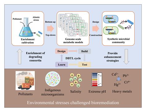 Metabolic Modeling Of Synthetic Microbial Communities For
