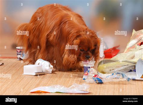 Cavalier King Charles Spaniel Ruby Scavenging Rubbish Garbage Stock