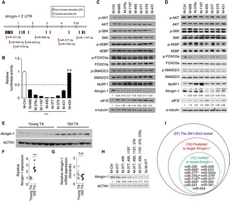 The Dlk1‐dio3 Microrna Mirna Cluster Inhibits Atrogin‐1 Protein