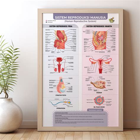 Jual Poster Edukasi Biologi Sistem Reproduksi Manusia Pria Wanita