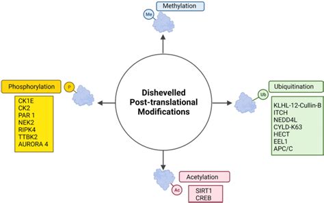 Enzymes Involved In Dvl Post Translational Modifications Download