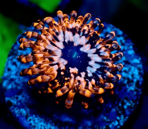 Utter Chaos Little Shop Of Coral