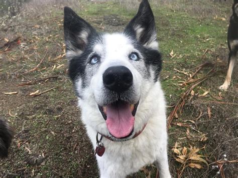 This Is Shade A Wild Wonderful Wolfy Bundle Of Love He Sadly