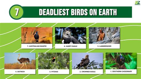 7 Deadliest Birds On Earth And What Makes Them So Dangerous A Z Animals