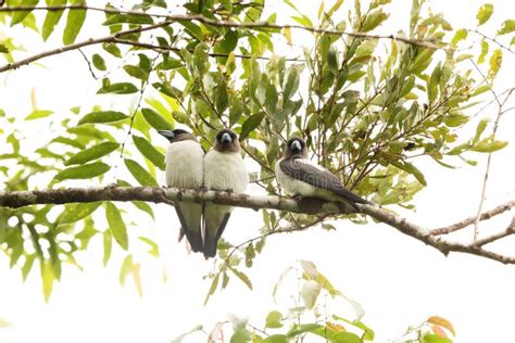The Ivory Backed Woodswallow Artamus Monachus In Sulawesi Indonesia