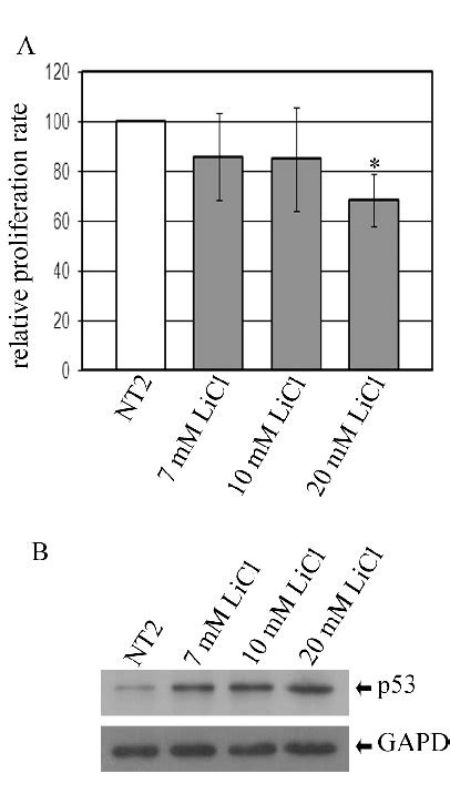 Licl Decreases The Proliferation Rate Of Nt2d1 Cells In A