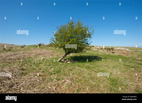 Wind Blown Tree Hi Res Stock Photography And Images Alamy