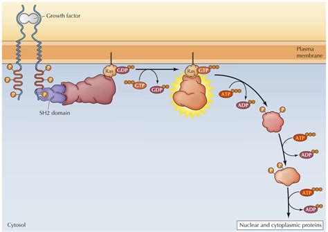 Ras Pathways Diagram Quizlet