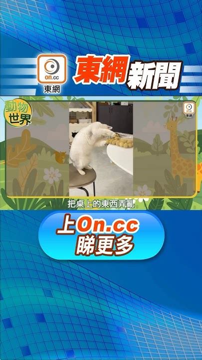 【動物世界：最強貓貓掌門神 阻止小主人亂開門】 完整新聞：3ff98zsz 想睇更多，即到 Oncc