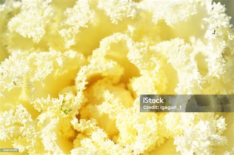 브라시카 올레라케아 Var Acephala F 삼 색 0명에 대한 스톡 사진 및 기타 이미지 0명 1월 가나가와 Istock