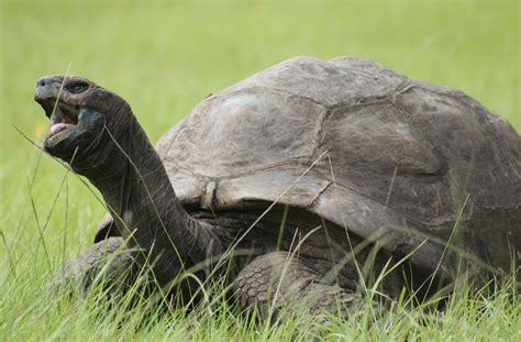 Meet The Worlds Oldest Living Land Animal Jonathan The Tortoise Who