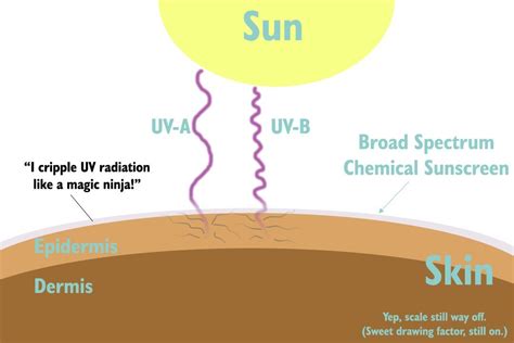 Sun Sunscreen And Your Skin Ms In The Biz