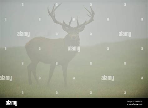 Rothirsch Cervus elaphus Männchen in der Brunft bei Nebel in den Alpen Herbst Wildpark