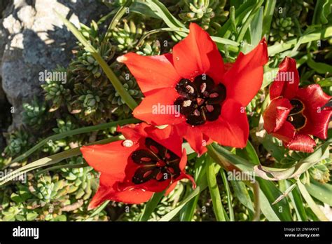 Tulipa Agenensis Is A Bulb Forming Perennial The Flowers Are Brick Red