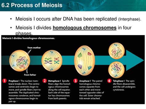 Key Concept During Meiosis Sex Cells Are Produced Ppt Download