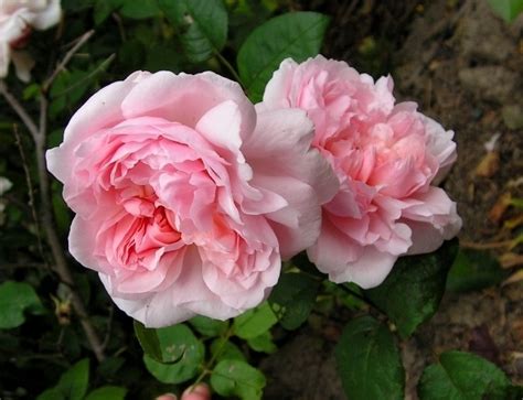 15 Best Garden Shrub Sobaria Sem Images On Pinterest Garden Shrubs