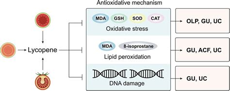 Frontiers Emerging Functions Of Lycopene In The Management Of Digestive Premalignant Lesions