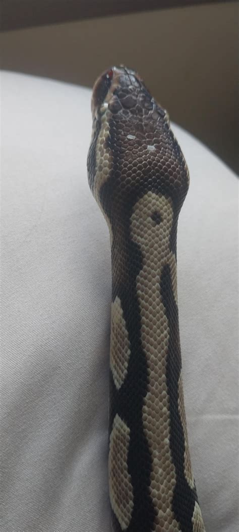 Ball Python Often Imitated Never Duplicated