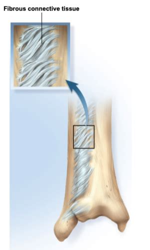 Biol 3310 Exam 2 Muscles And Joints Flashcards Quizlet
