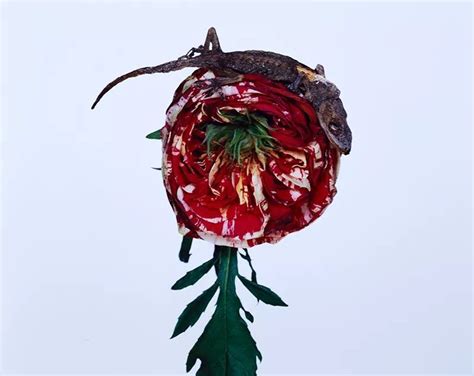 展览 荒木经惟花幽 摄影展