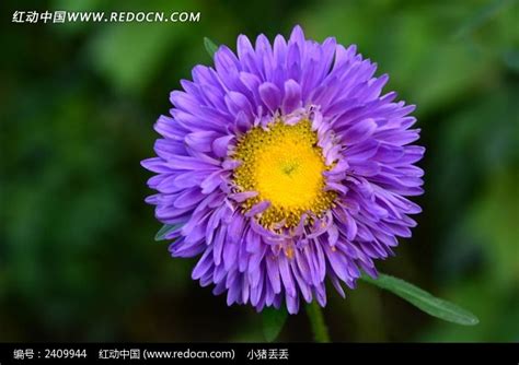 紫色的鲜艳翠菊高清图片下载 红动中国