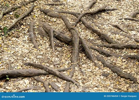 Roots Of Trees Coming Out Of The Ground Stock Photo Image Of Dirt Light