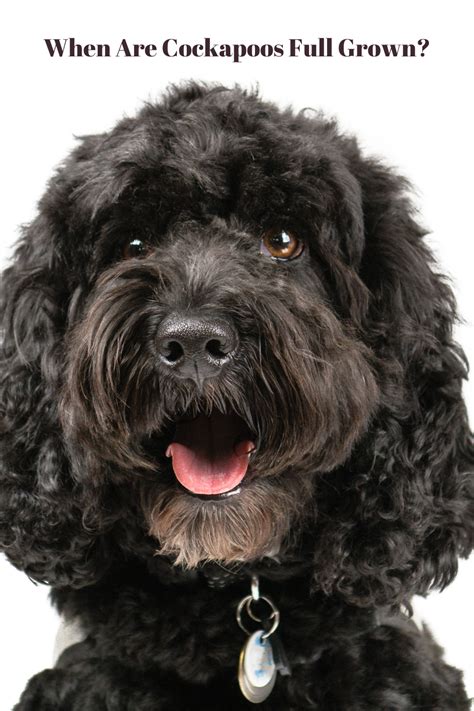 When Is A Cockapoo Full Grown Growth Predictions And Tips