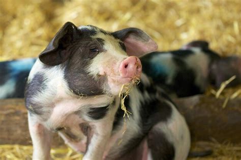 Premium Photo Close Up Of Piglet