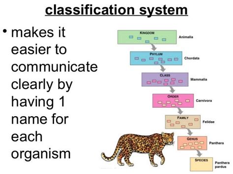 5thgrade Classification 1