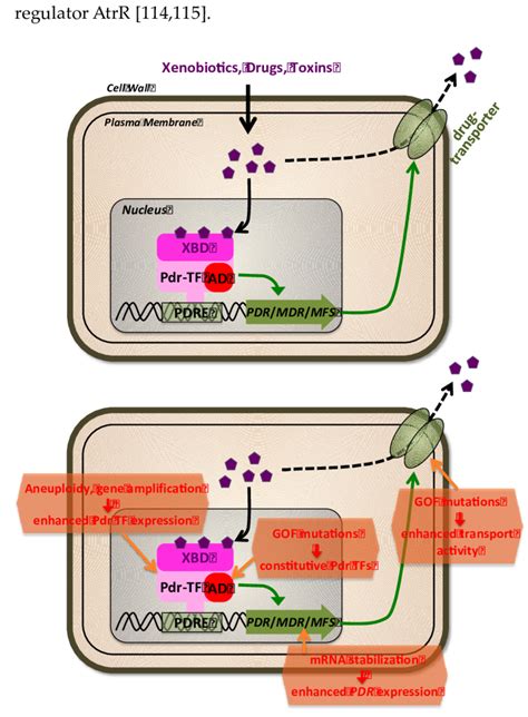 The Fungal Pleiotropic Drug Resistance Pdr Upper Panel General Download Scientific Diagram
