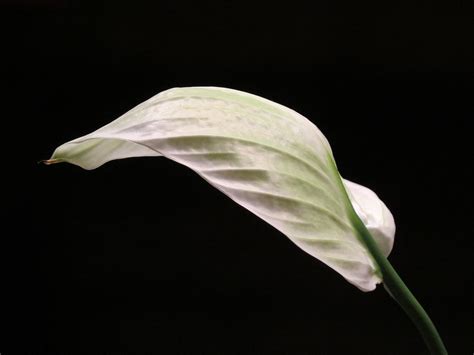 Feuille Vaginale Blanc · Photo Gratuite Sur Pixabay