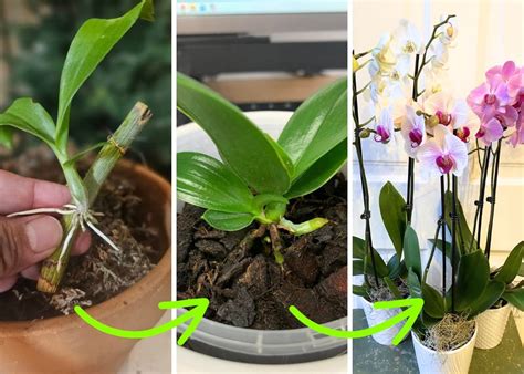 Orchid Care Made Easy A Friendly Guide