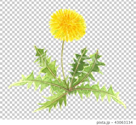 蒲公英蒲公英水彩繪畫 插圖素材 43063134 PIXTA圖庫