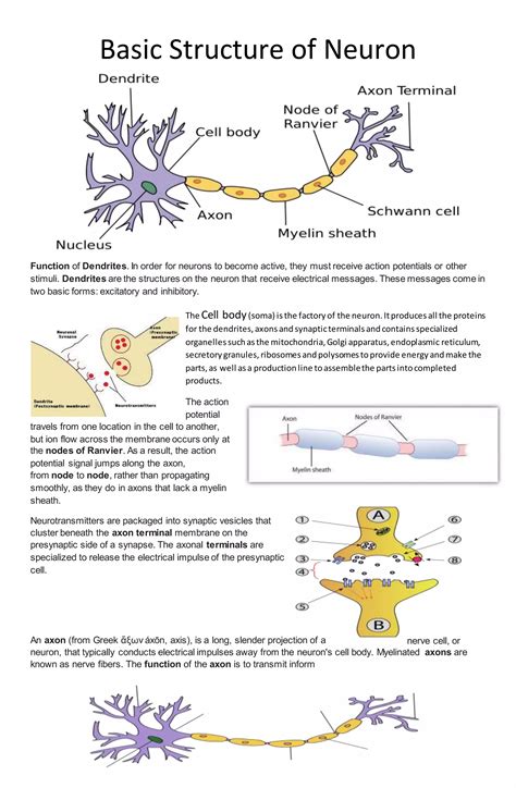 Basic Structure Of Neuron Pdf