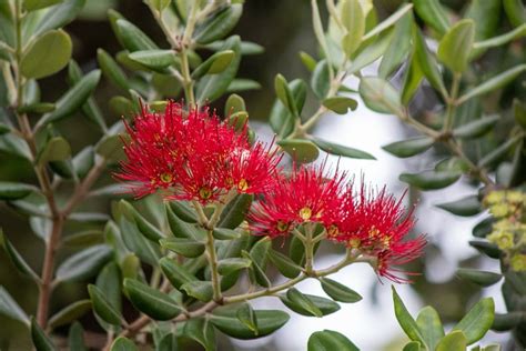 Nature Flowers Blossom Free Photo On Pixabay