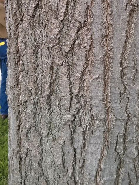Red Oak Bark Identification Stratigrafia